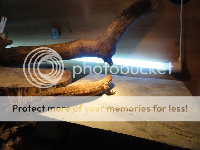 New Retes Stack for Ackie monitor! | Reptile Forums